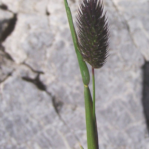 Alpine Timothy (Phleum Alpinum) Plant Care & How to Grow, Water