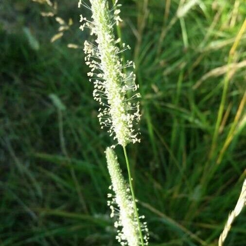 Turf Timothy (Phleum Nodosum) Care Guide: Water, Soil & Propagation ...