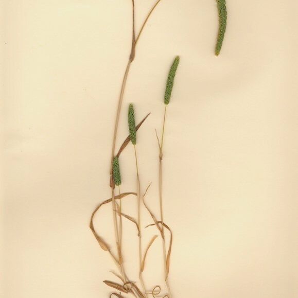 Timofeevka Paniculate (Phleum Paniculatum) Plant Care & How to Grow, Water