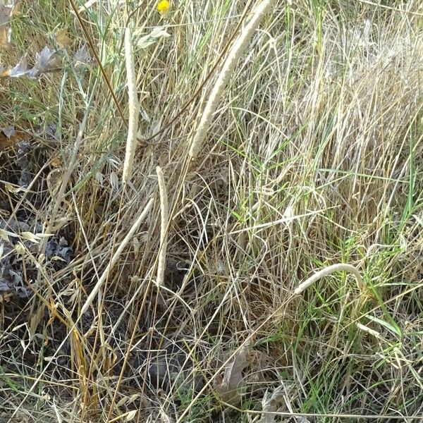 Italian Timothy (Phleum Subulatum) Care Guide: Water, Soil ...