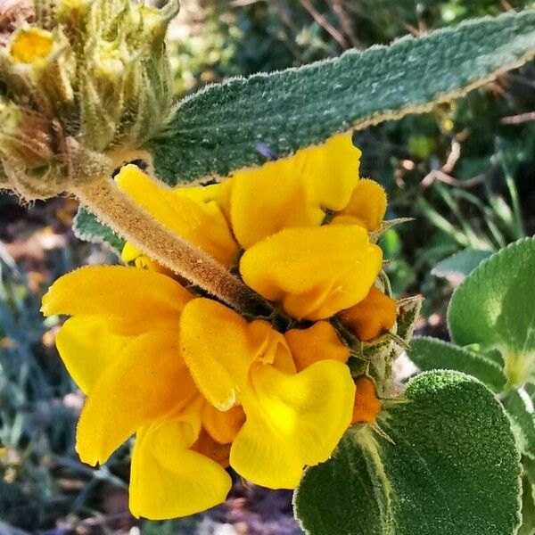 Cypriot Lampwick (Phlomis Cypria) Plant Care & How to Grow, Water