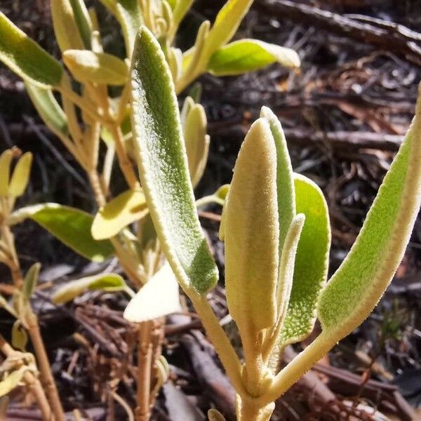 Purple Jerusalem Sage (Phlomis Purpurea) Plant Care & How to Grow, Water