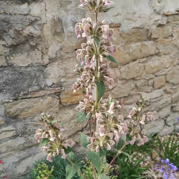 Greek Lampwick (Phlomis Samia) Plant Care & How to Grow, Water