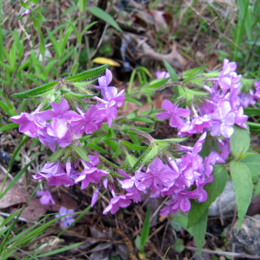 Hairy Phlox (Phlox Amoena) Plant Care & How to Grow, Water
