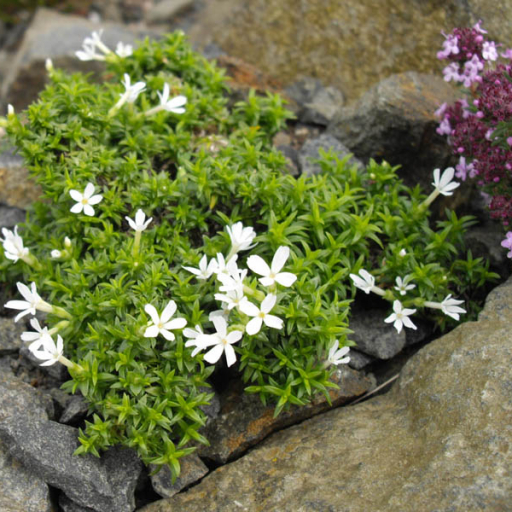 Prostrate Mountain Phlox (Phlox Austromontana) Plant Care & How to Grow ...