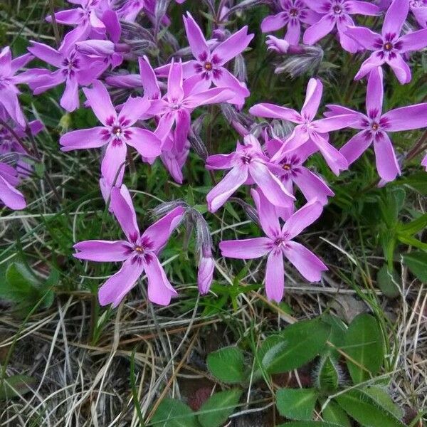 Licorice (Helichrysum Petiolare) Plant Care & How to Grow, Water