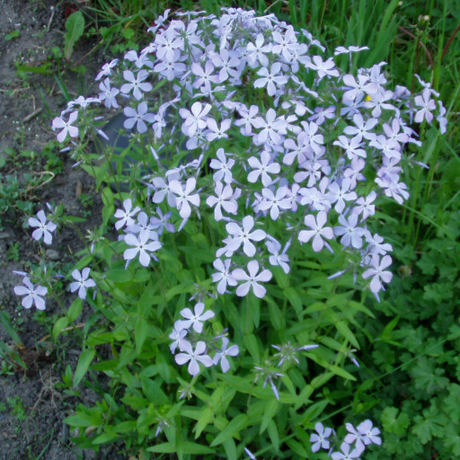 Forest Phlox (Phlox Divaricata) Plant Care & How to Grow, Water
