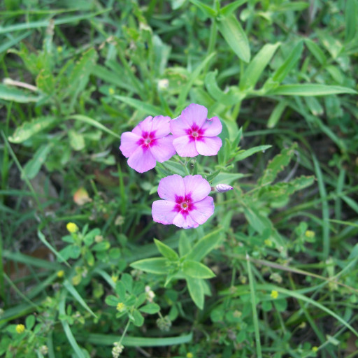 Drummond's Phlox (Phlox Drummondii) Plant Care & How to Grow, Water