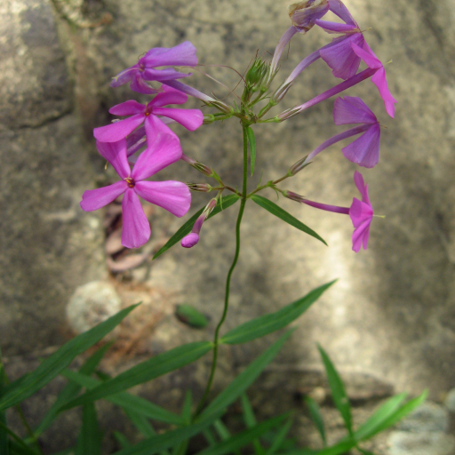 Smooth Phlox (Phlox Glaberrima) Plant Care & How to Grow, Water
