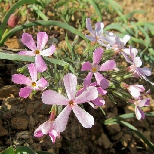 Longleaf Phlox (Phlox Longifolia) Plant Care & How to Grow, Water