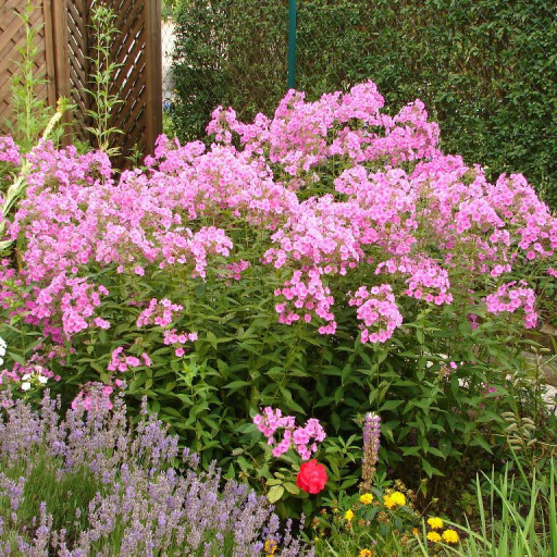Garden Flox (Phlox Paniculata) Plant Care & How to Grow, Water