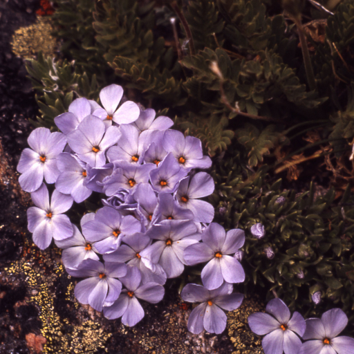 Cushion Phlox (Phlox Pulvinata) Plant Care & How to Grow, Water