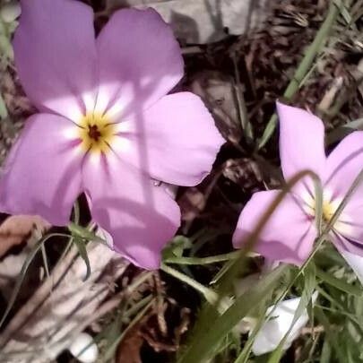 Roemer's Phlox (Phlox Roemeriana) Plant Care & How to Grow, Water