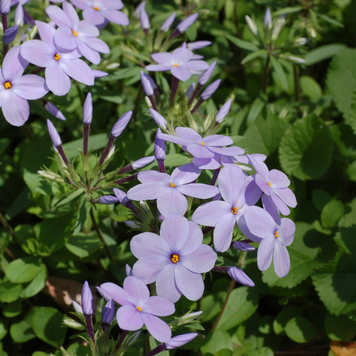 Creeping Phlox (Phlox Stolonifera) Plant Care & How to Grow, Water