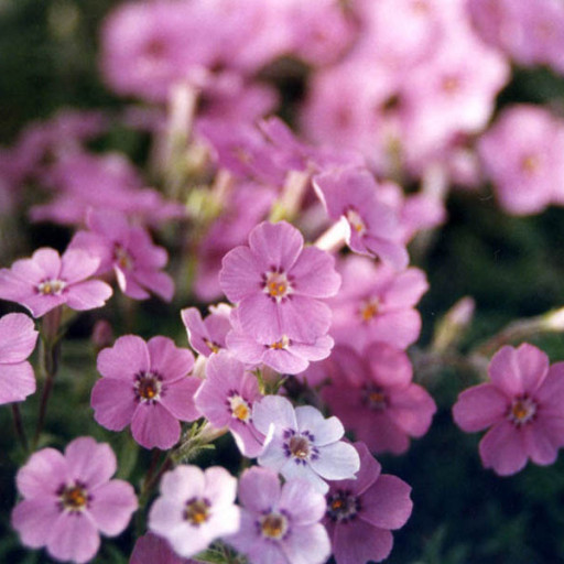 Moss Phlox (Phlox Subulata) Plant Care & How to Grow, Water