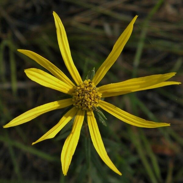 Florida False Sunflower (Phoebanthus Grandiflorus) Plant Care & How to ...