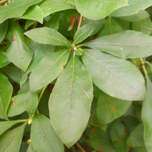 Phoebe Sheareri Plant Care & How to Grow, Water