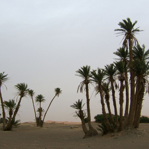 Date Palm (Phoenix Dactylifera) Plant Care & How to Grow, Water