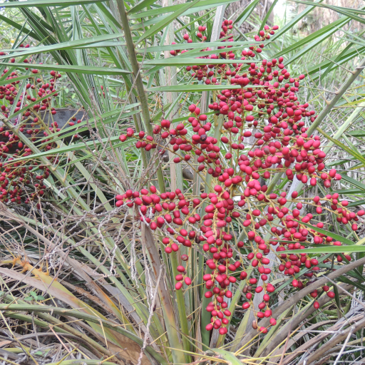 Flour Palm (Phoenix Pusilla) Plant Care & How to Grow, Water