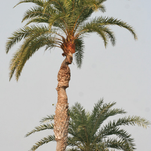 Wild Date Palm (Phoenix Sylvestris) Plant Care & How to Grow, Water