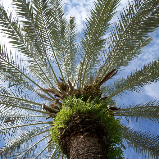 Date Palms (Phoenix) Plant Care & How to Grow, Water