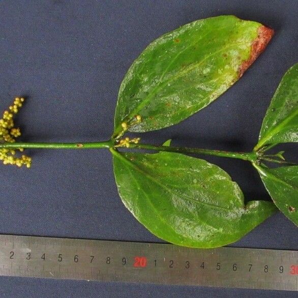 Phoradendron Crassifolium Care Guide: Water, Soil & Propagation - Plantiary
