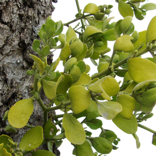 American Mistletoe (Phoradendron Leucarpum) Plant Care & How to Grow, Water