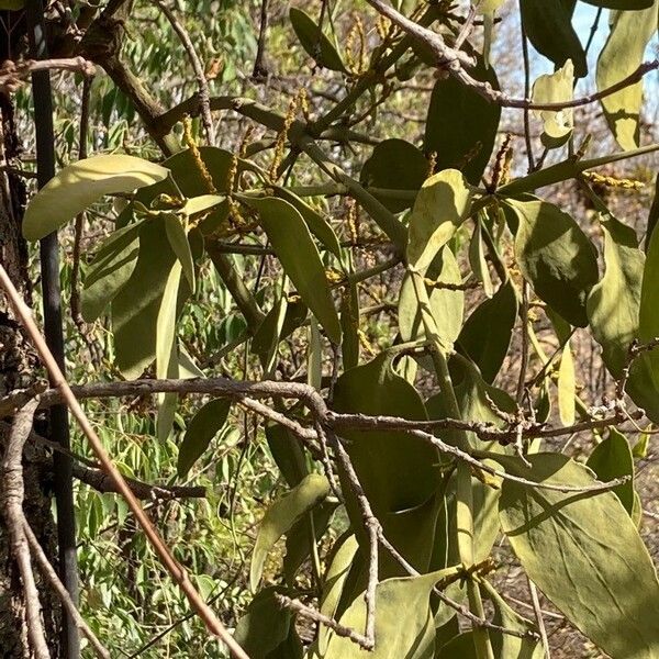 Phoradendron Velutinum Plant Care & How to Grow, Water