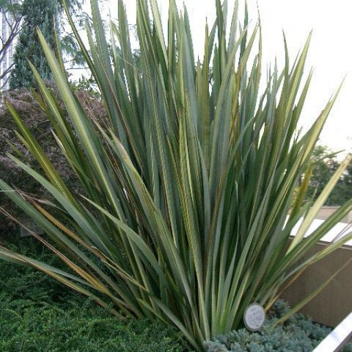 New Zealand Flax (Phormium Tenax) Plant Care & How to Grow, Water