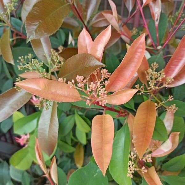 Purple Chokeberry (Photinia × Floribunda) Plant Care & How to Grow, Water