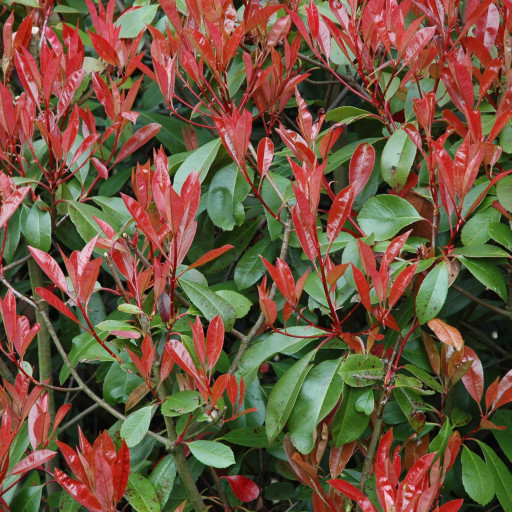Red-Tipped Photinia (Photinia × Fraseri) Plant Care & How to Grow, Water
