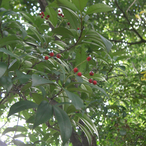 Japanese Photinia (Photinia Glabra) Plant Care & How to Grow, Water