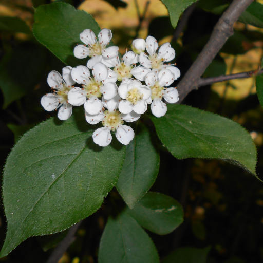 Oriental Photinia (Photinia Villosa) Plant Care & How to Grow, Water
