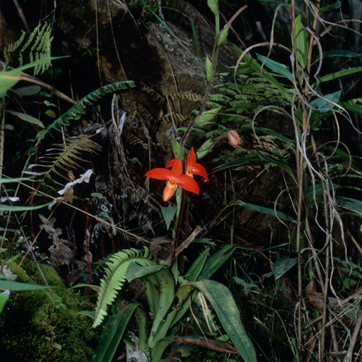 Besse's Phragmipedium (Phragmipedium Besseae) Plant Care & How to Grow ...