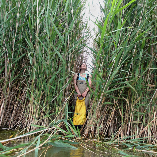 Reed Grass (Phragmites Australis) Plant Care & How to Grow, Water