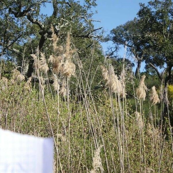 Reed Grass (Phragmites Mauritianus) Plant Care & How to Grow, Water