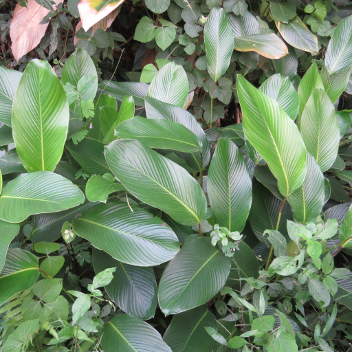 Packing Leaf (Phrynium Pubinerve) Plant Care & How to Grow, Water