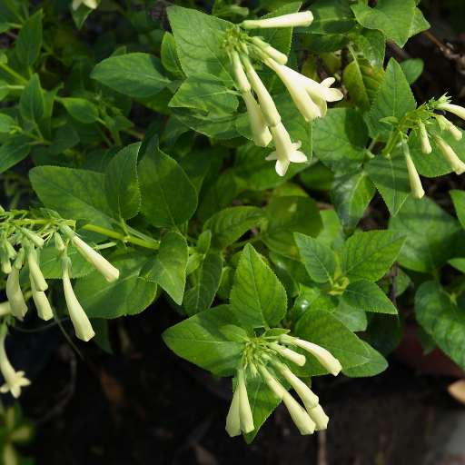 Yellow Cape Fuchsia (Phygelius Aequalis) Plant Care & How to Grow, Water