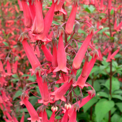 Cape Fuchsia (Phygelius Capensis) Plant Care & How to Grow, Water