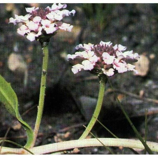 Wedgeleaf (Phyla Cuneifolia) Care Guide: Water, Soil & Propagation ...