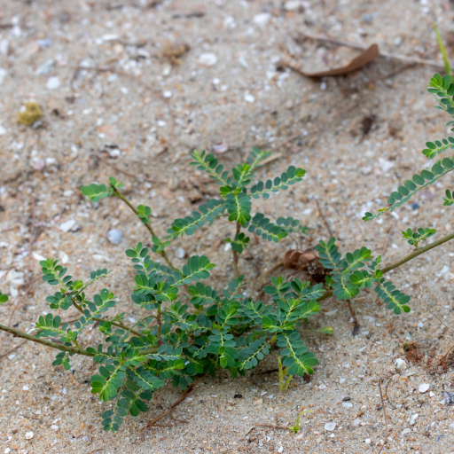Carry Me Seed (Phyllanthus Amarus) Plant Care & How to Grow, Water