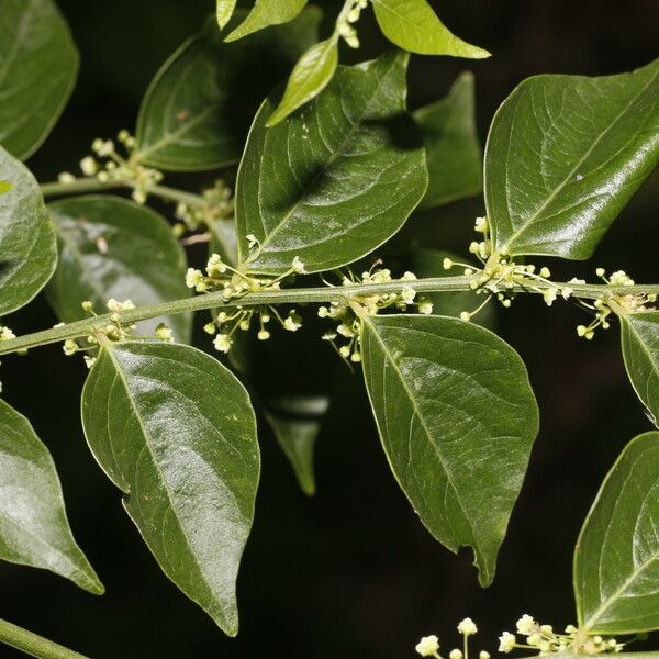 Phyllanthus Anisolobus Care Guide: Water, Soil & Propagation - Plantiary