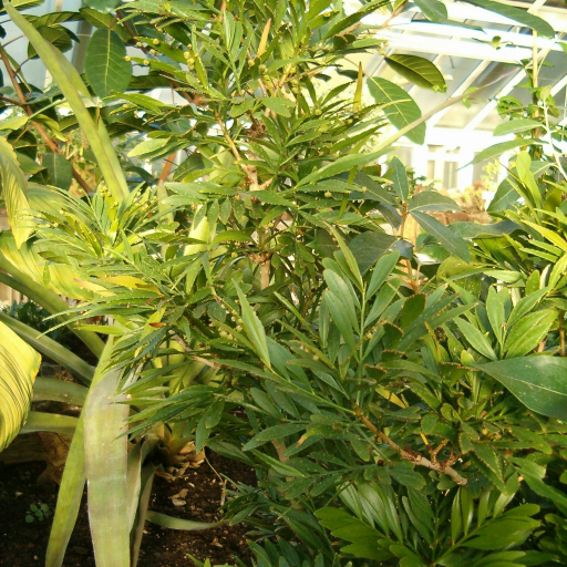 Phyllanthus Arbuscula Plant Care & How to Grow, Water