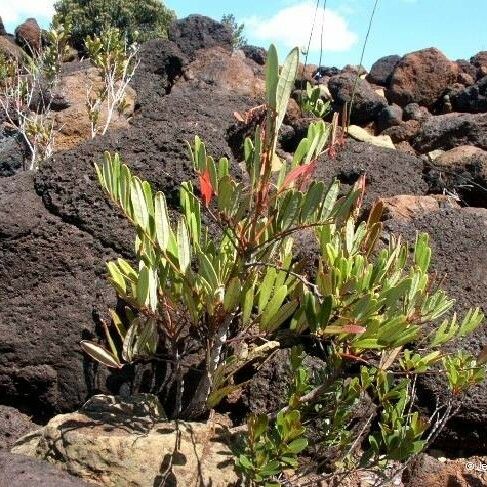 Phyllanthus Castus Plant Care & How to Grow, Water