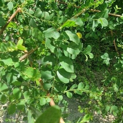 Phyllanthus Fischeri Plant Care & How to Grow, Water