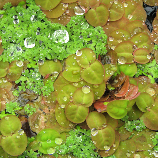 Red Root Floater (Phyllanthus Fluitans) Plant Care & How to Grow, Water