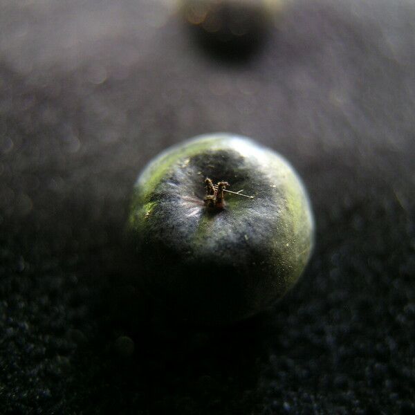 Phyllanthus Glaucus Plant Care & How to Grow, Water