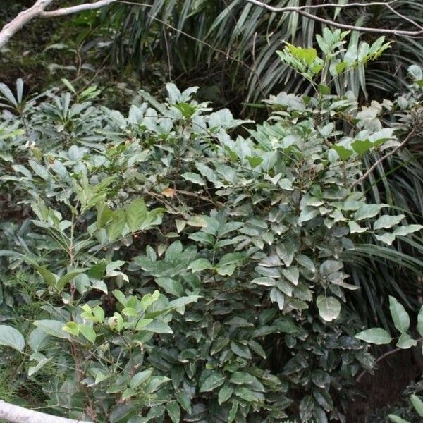 Phyllanthus Kanalensis Care Guide: Water, Soil & Propagation - Plantiary
