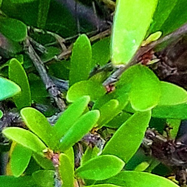 Ceylon Myrtle (Phyllanthus Myrtifolius) Plant Care & How to Grow, Water