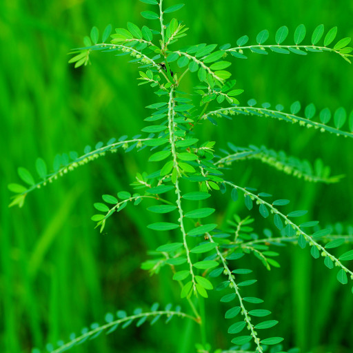 Niruri (Phyllanthus Niruri) Plant Care & How to Grow, Water
